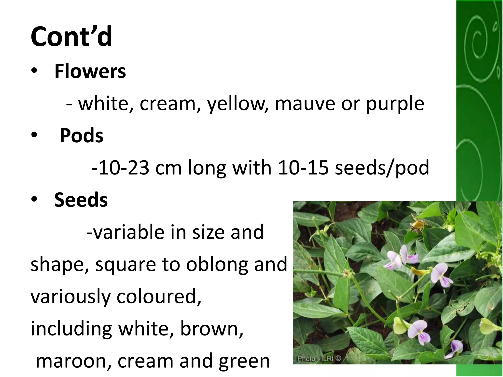 Cowpea | PPTX