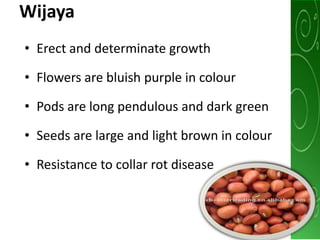 Cowpea | PPTX