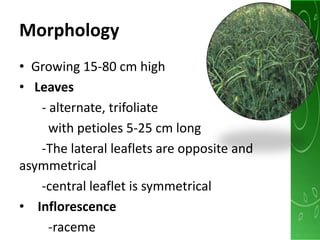 Cowpea | PPTX