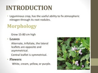 Cow Pea Presentation by Dr.Aamir Ali | PPT