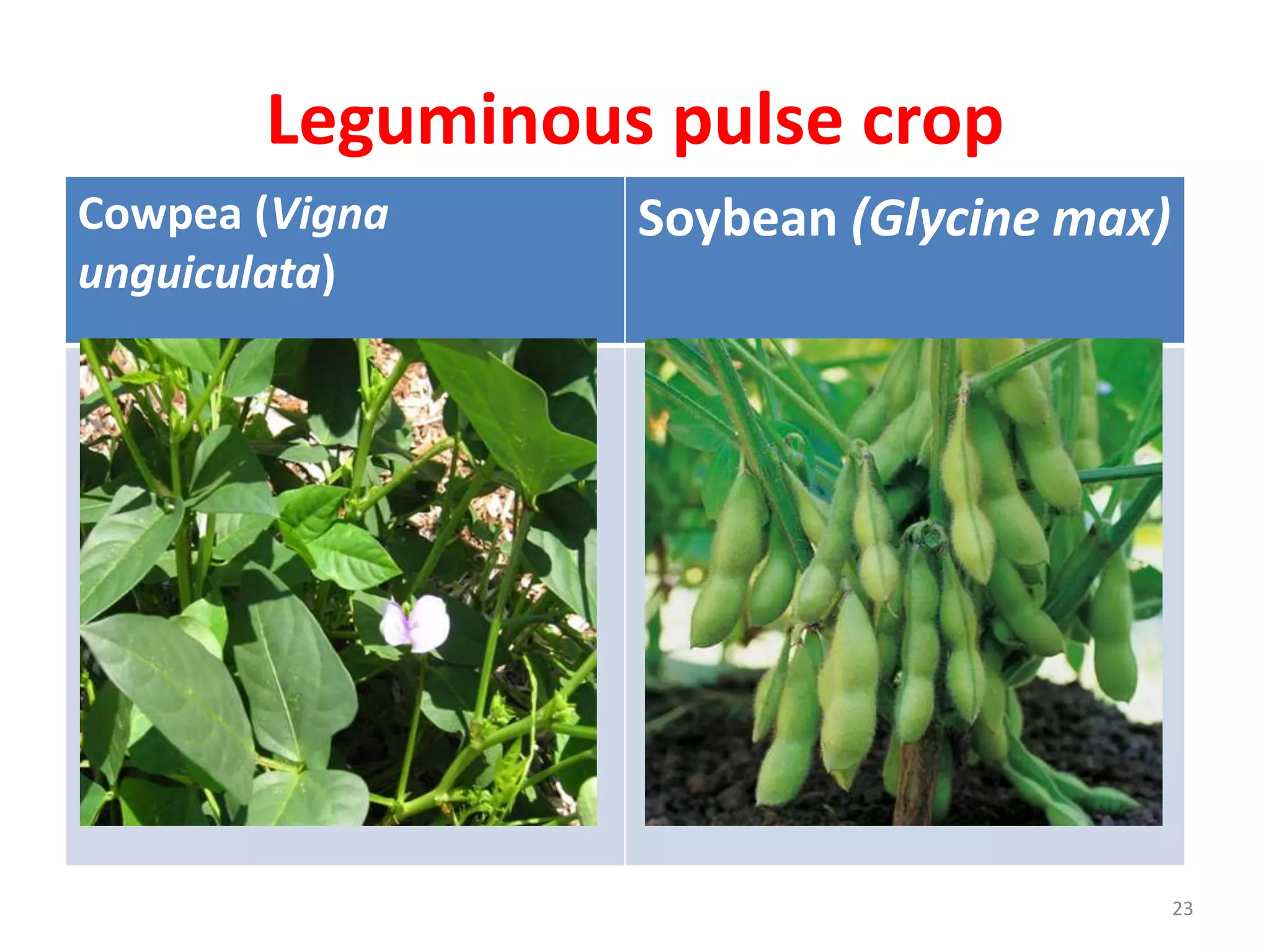 systematics and production technology of cowpea | PPTX