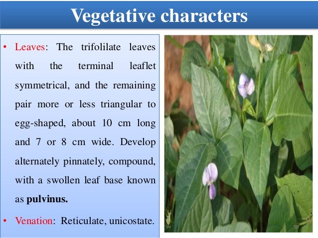 systematics and production technology of cowpea