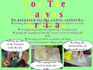 Cows Create Careers Powerpoint | PPT