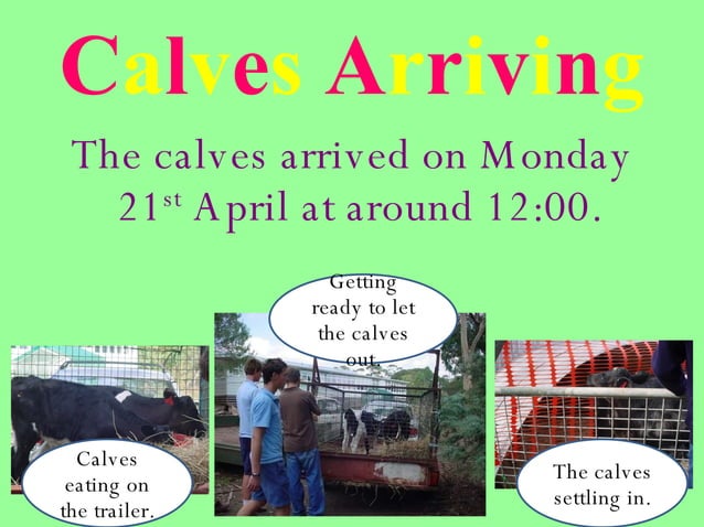 Cows Create Careers Powerpoint | PPT