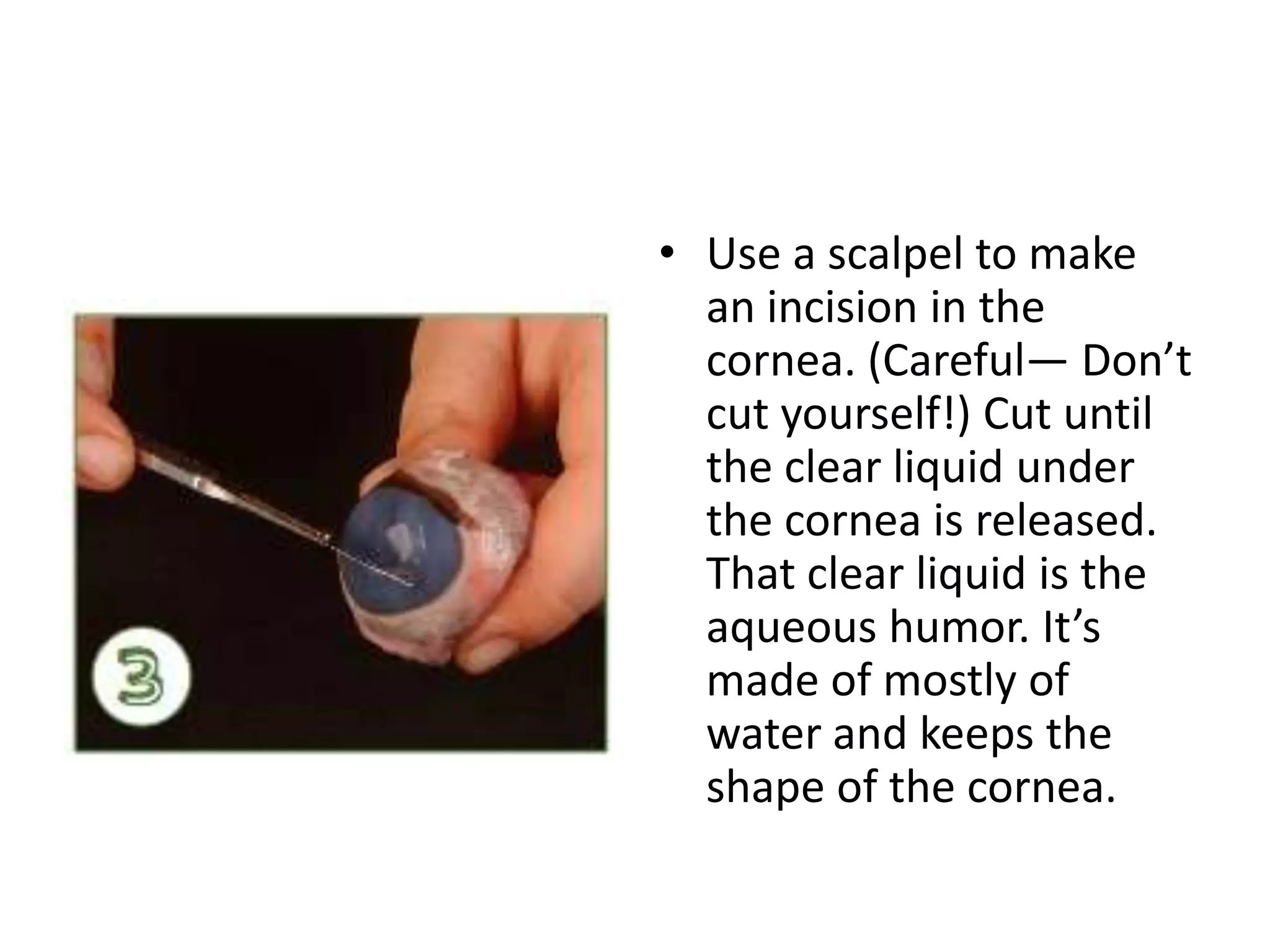 Cow's Eye Dissection Instructions | PPTX