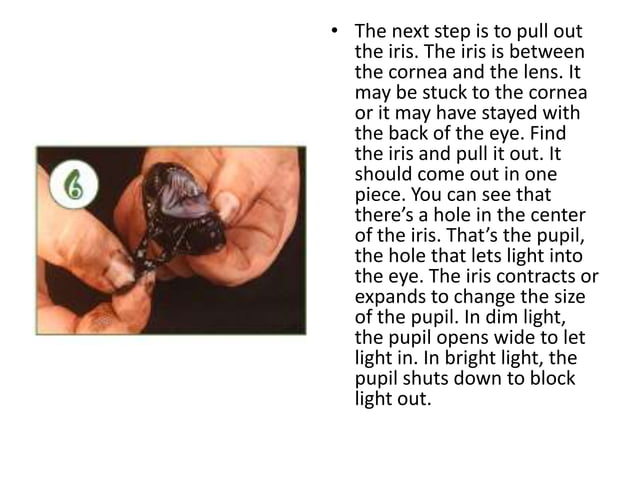 Cow's Eye Dissection Instructions | PPTX | Eye and Vision Conditions ...