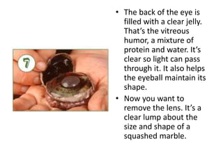 Cow's Eye Dissection Instructions | PPTX