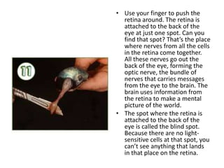 Cow's Eye Dissection Instructions | PPTX