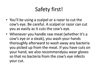 Cow's Eye Dissection Instructions | PPTX | Eye and Vision Conditions ...