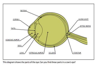 Cow eye dissection labeled store