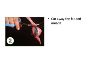 Cow's Eye Dissection Instructions | PPTX