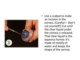 Cow's Eye Dissection Instructions | PPTX