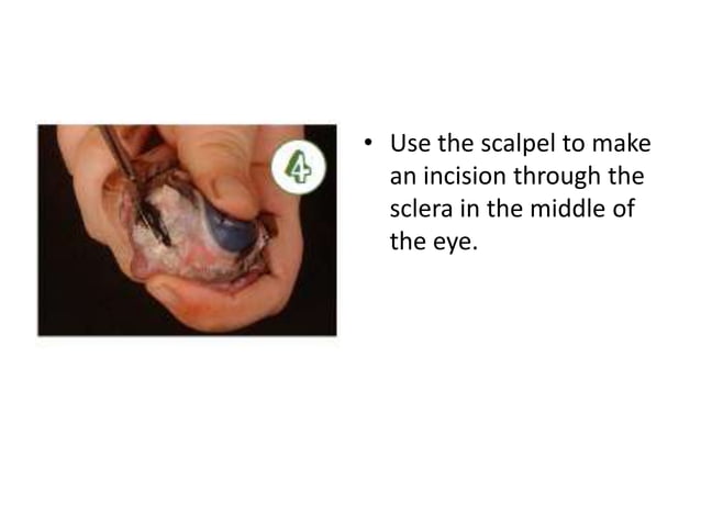 Cow's Eye Dissection Instructions | PPTX | Eye and Vision Conditions ...