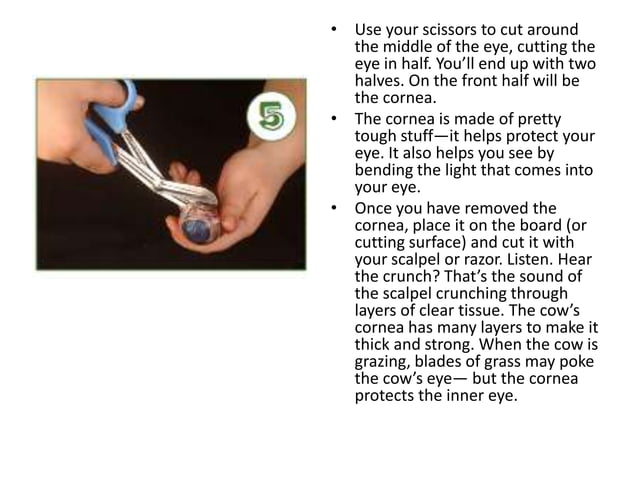 Cow's Eye Dissection Instructions | PPTX | Eye and Vision Conditions ...