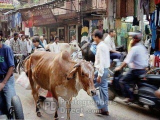 Cows have full democratic rights on indian roads | PPT