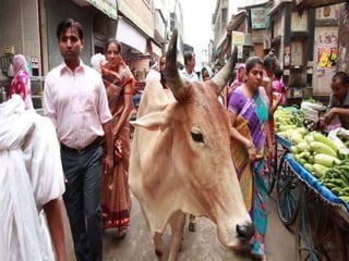 Cows have full democratic rights on indian roads | PPT