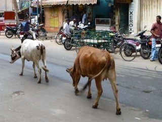 Cows have full democratic rights on indian roads | PPT