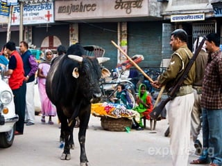 Cows have full democratic rights on indian roads | PPT