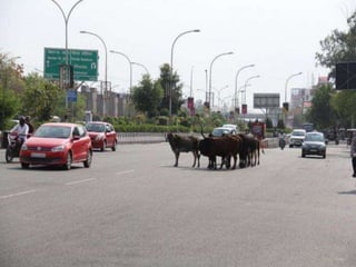 Cows have full democratic rights on indian roads | PPT