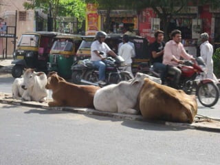 Cows have full democratic rights on indian roads | PPT