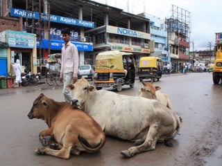 Cows have full democratic rights on indian roads | PPT