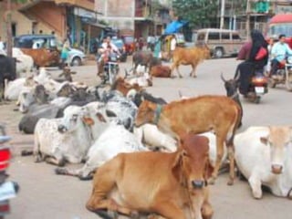 Cows have full democratic rights on indian roads | PPT
