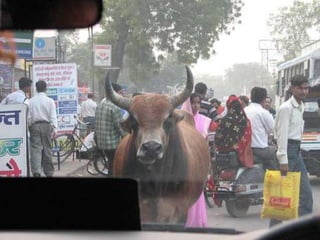 Cows have full democratic rights on indian roads | PPT