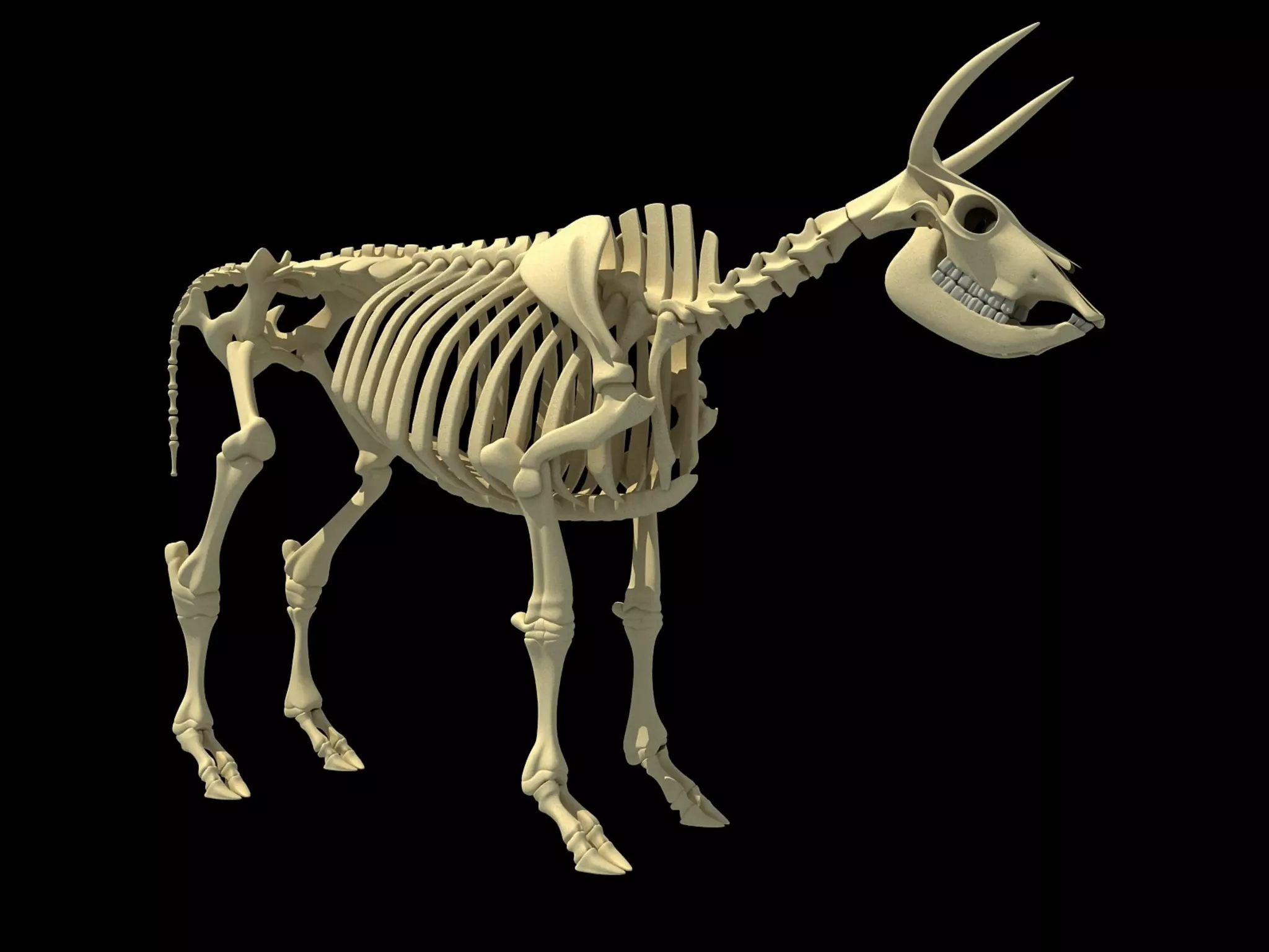 Cow Skeleton | PPT