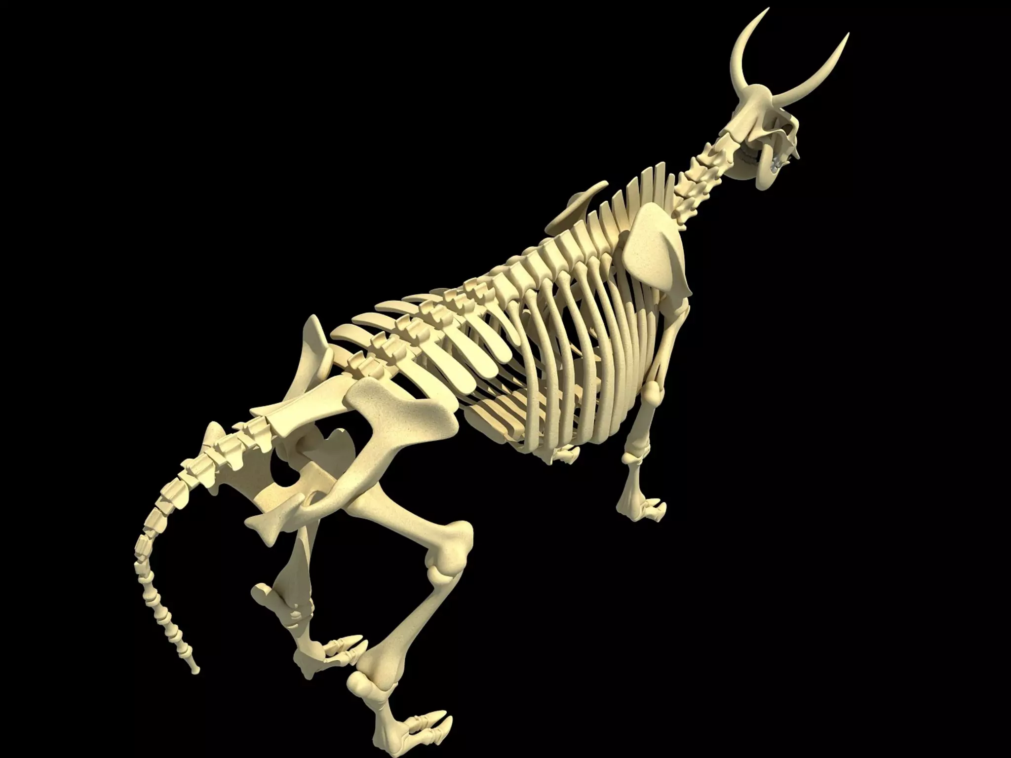 Cow Skeleton | PPT