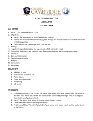 Cow´s kidney dissection | PDF