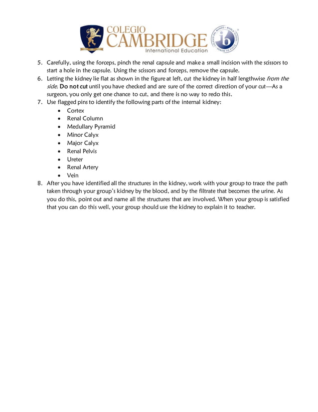 Cow´s kidney dissection | PDF | Biological Sciences | Science
