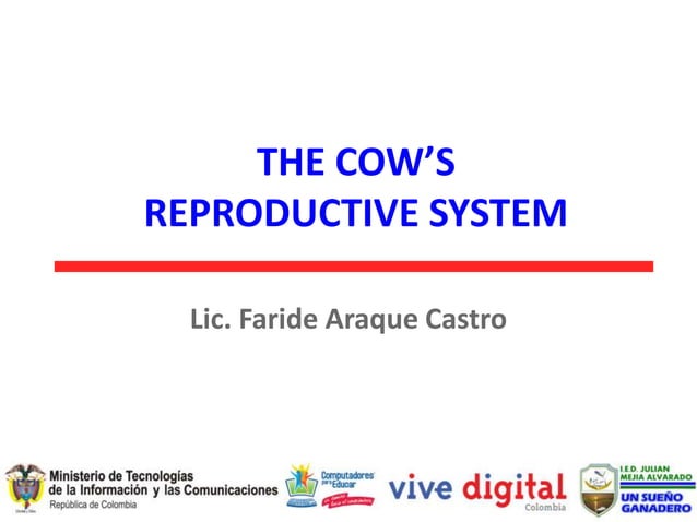 Cow's reproductive system