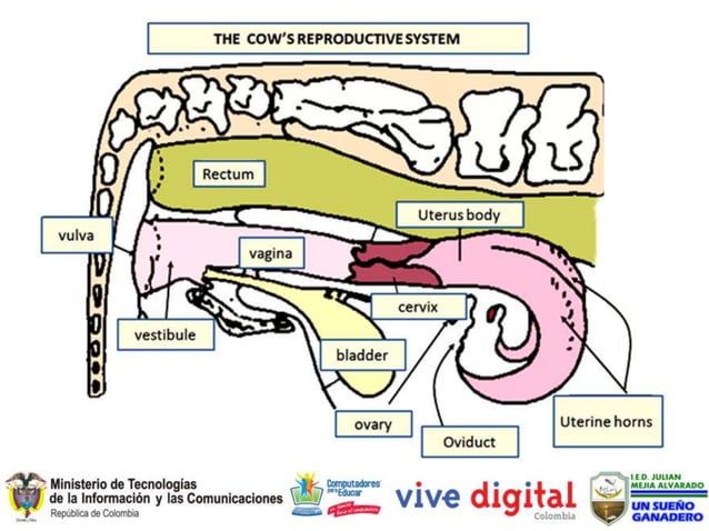 Cow's reproductive system | PPT