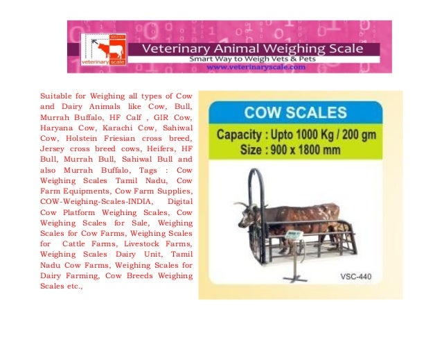 Cow weighing scales for cow farms, dairy farms and cattle farms in ta…