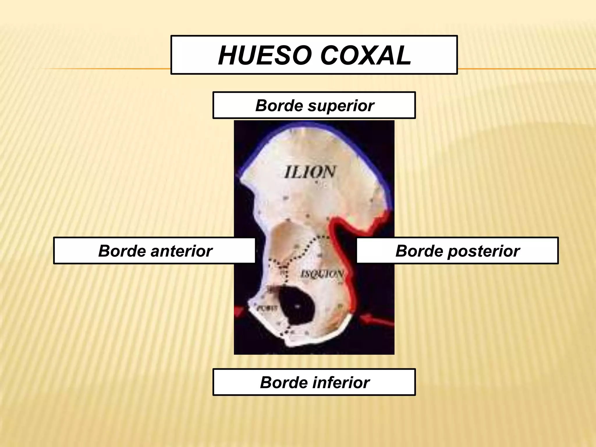 Hueso coxal