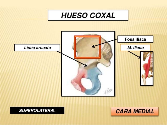 Hueso coxal