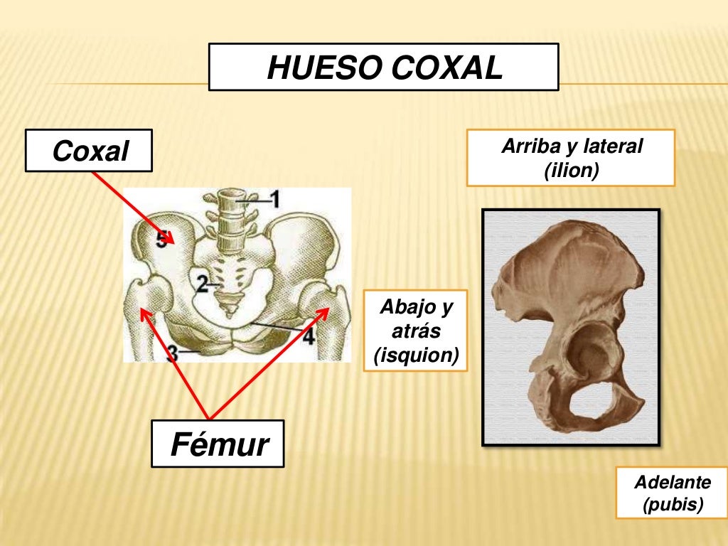 Hueso coxal