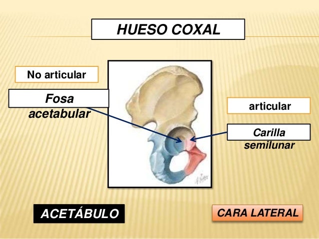 Hueso coxal