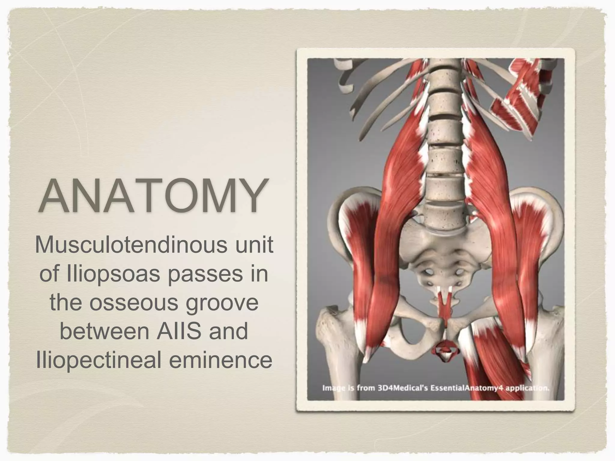 Coxa sultans - External Snapping Hip | PPTX