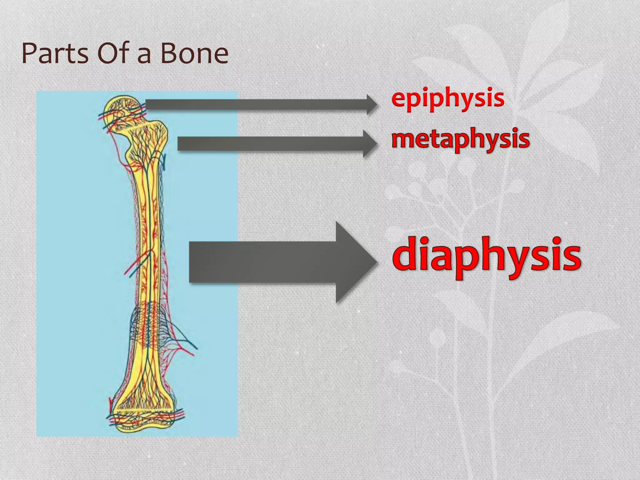 Coxa Vara, Genu VArum & Valgum. Under Gradts. | PPTX