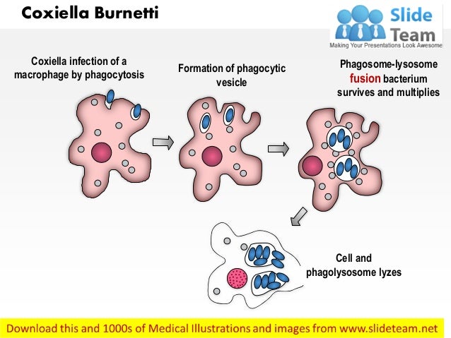 Coxiella burnetti medical images for power point