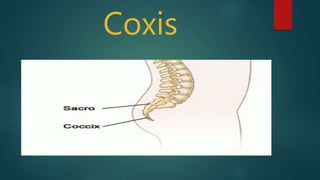 Coxis trabajo | PPTX