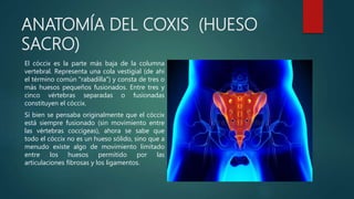 Coxis trabajo | PPTX