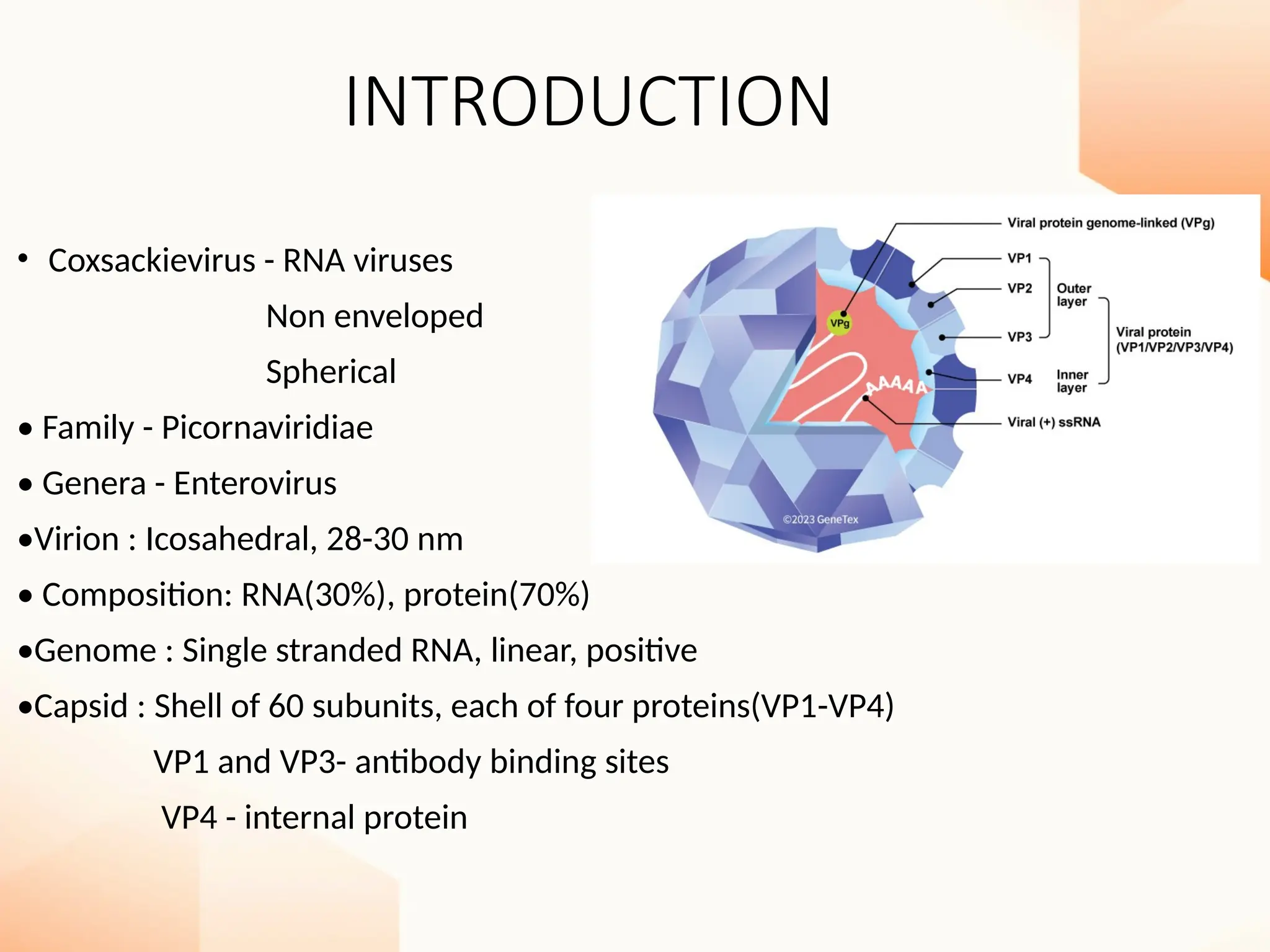 COXSACKIEVIRUS-WPS Office.pptx.......... | PPTX