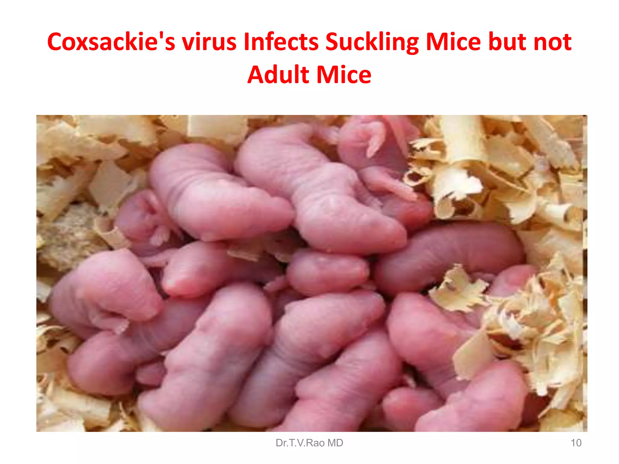 Coxsackievirus (2).ppt