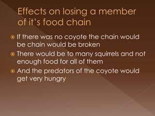 Coyote | PPTX