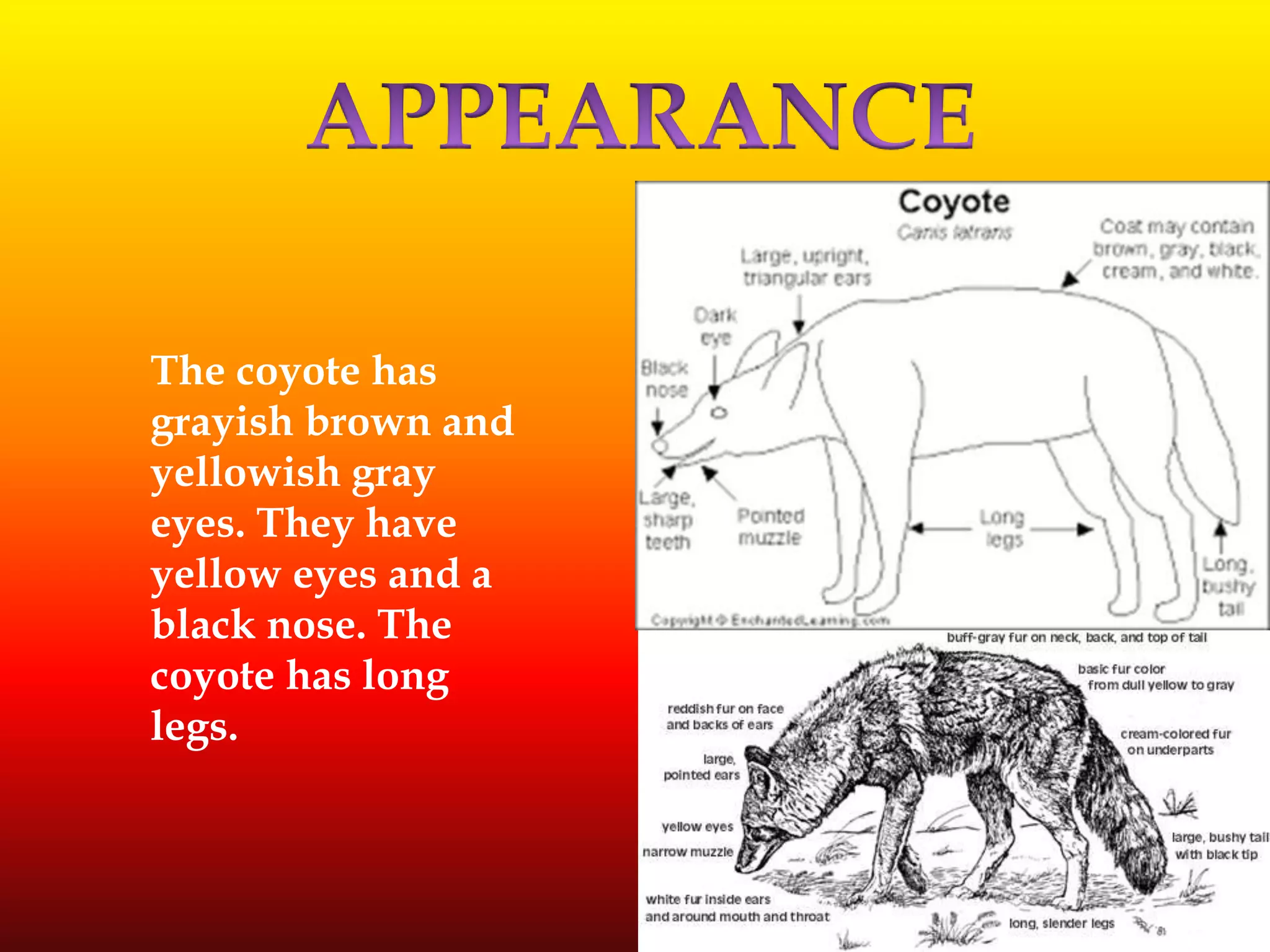 Coyote nicholas | PPTX