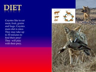 Coyote nicholas | PPTX