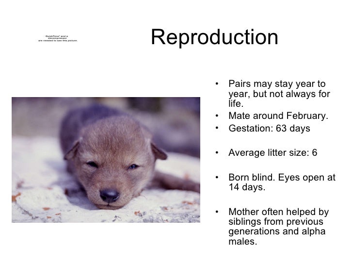 Coyote Presentation