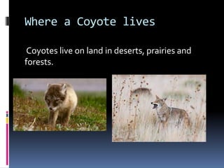 Coyotes | PPT
